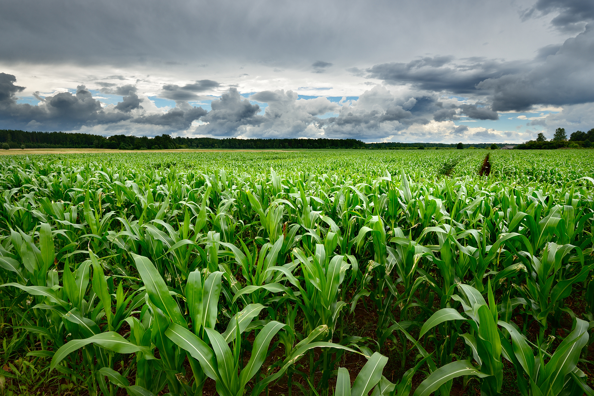 corn - HP Insurance Agency